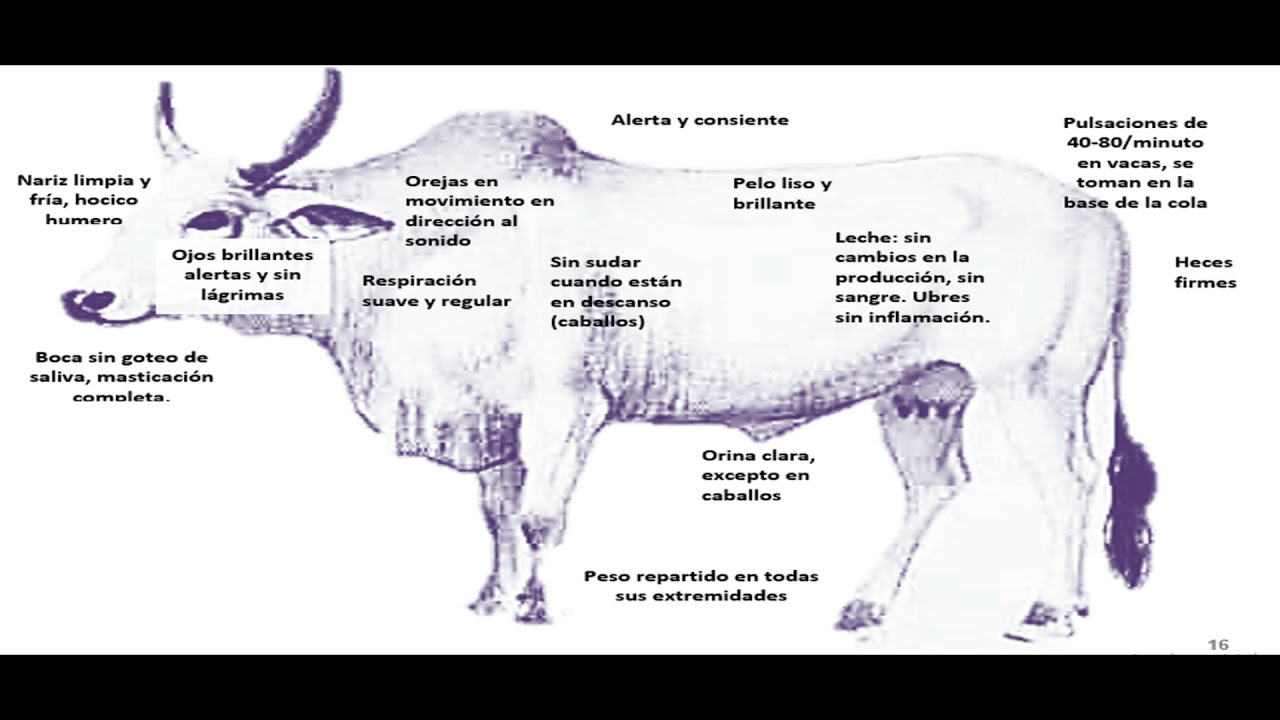 Animal sano - YouTube