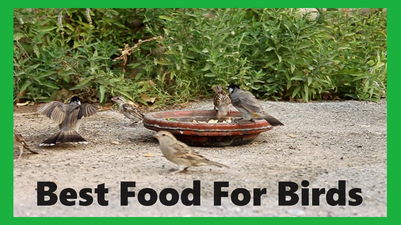 Best Food For Birds || Birds Breakfasting || Birds Chirping - YouTube
