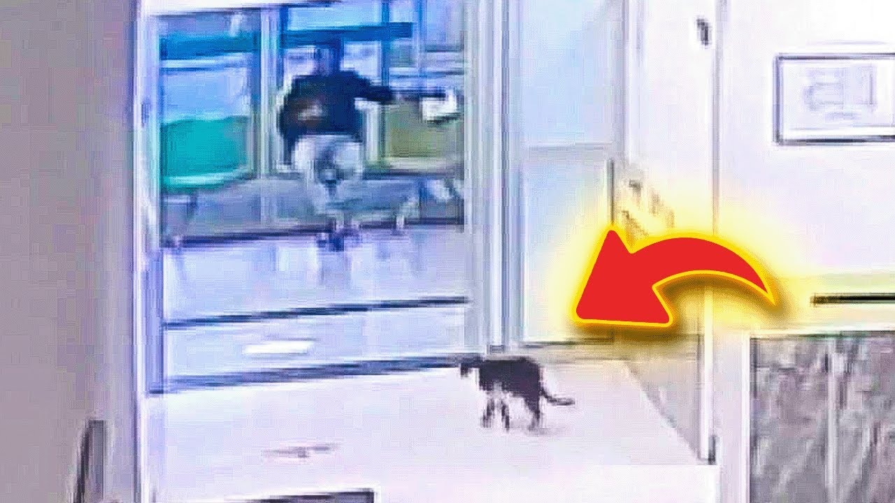 Hospital Cat's Request to Visit a Patient Room Went Viral - YouTube