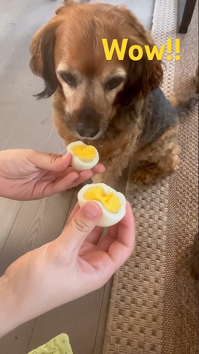 EGG VS Taffy DOGGO PT2. #dog #taffy #puppy #cute #funny - YouTube