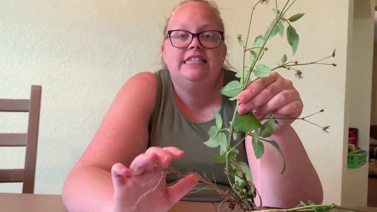 Third Grade Week 3 Plant Structures And Functions YouTube third-grade-week-3-plant-structures-and-functions-youtube