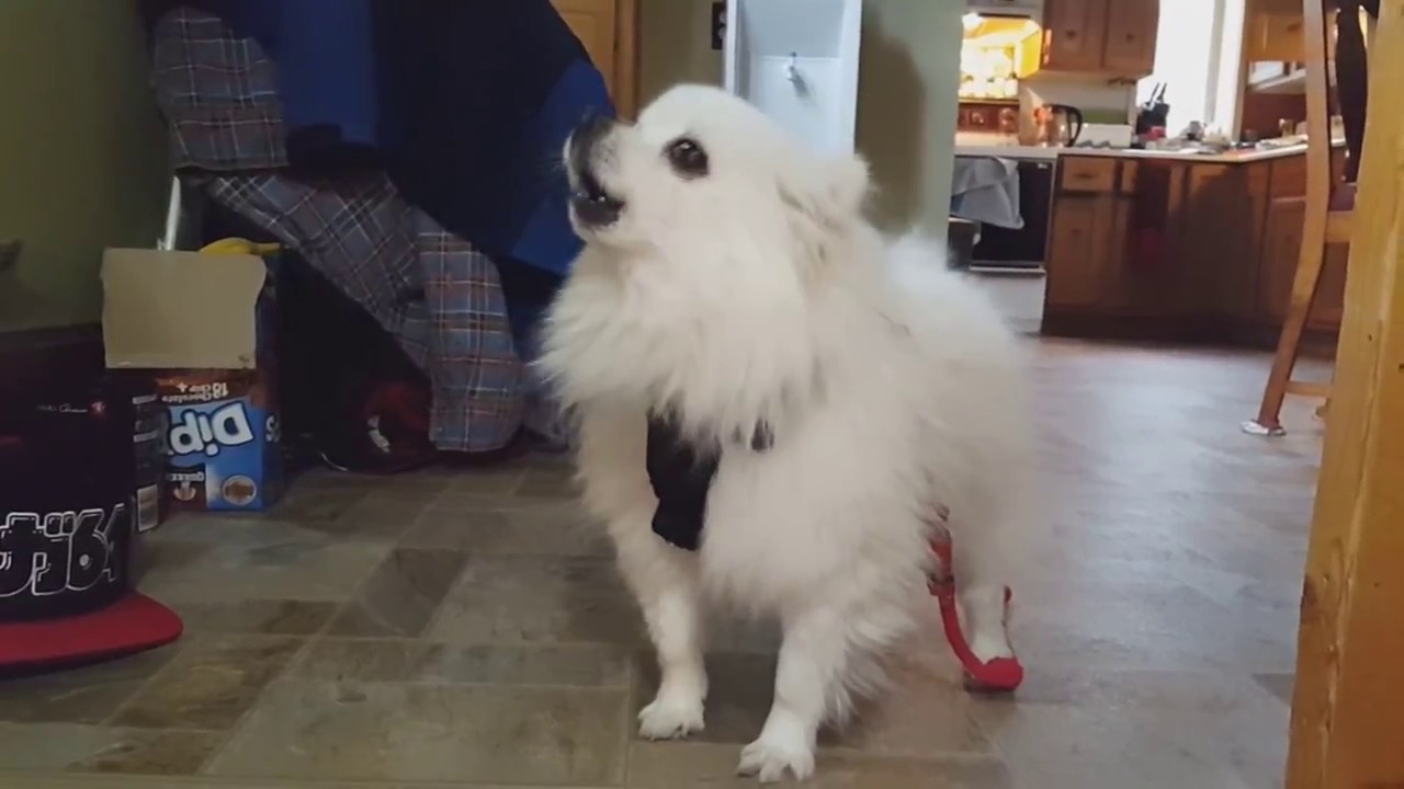 let it bork - YouTube