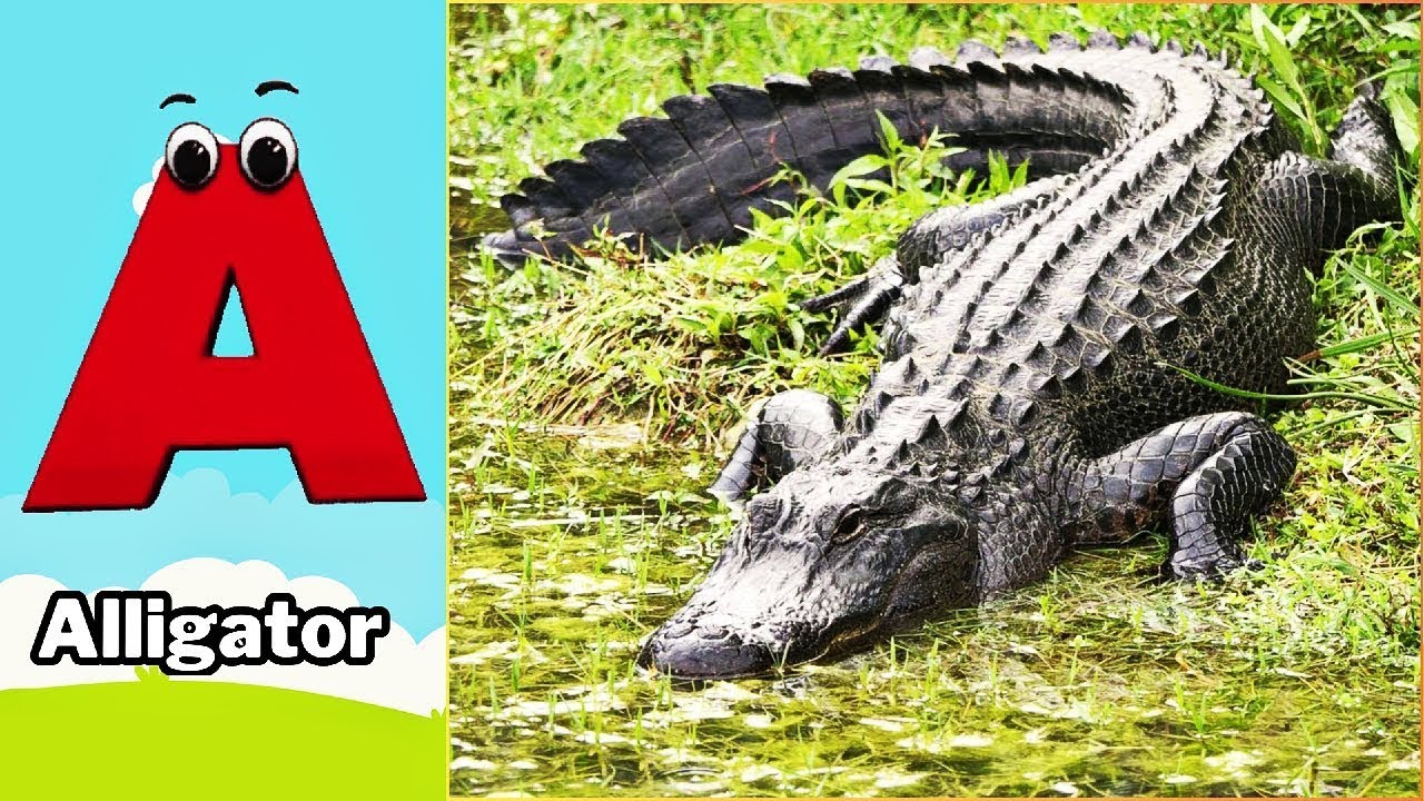 ABC Animals (Mammals) Song | Real Animals Song | Learn English ...