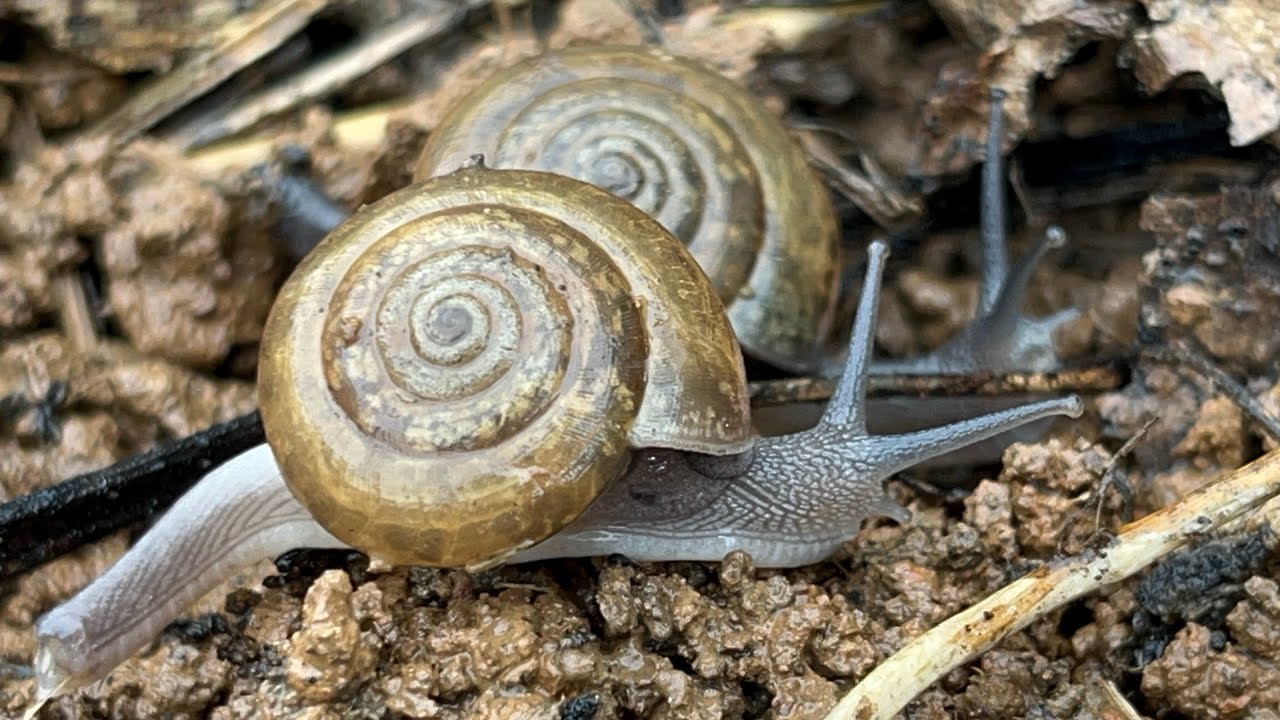 When the weather rains, the wind(snails)along with the millipede is now ...