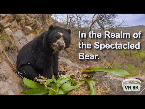 IN THE REALM OF THE SPECTACLED BEAR! In stunning VR 3D 8K