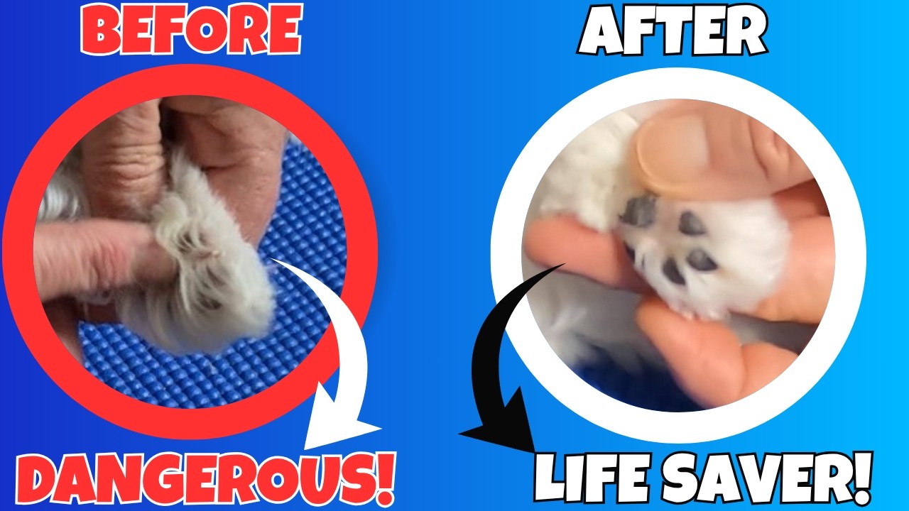 DIY Dog Grooming - Master the Paw Pad Shave Technique - YouTube