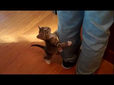 VERY hungry kittens!