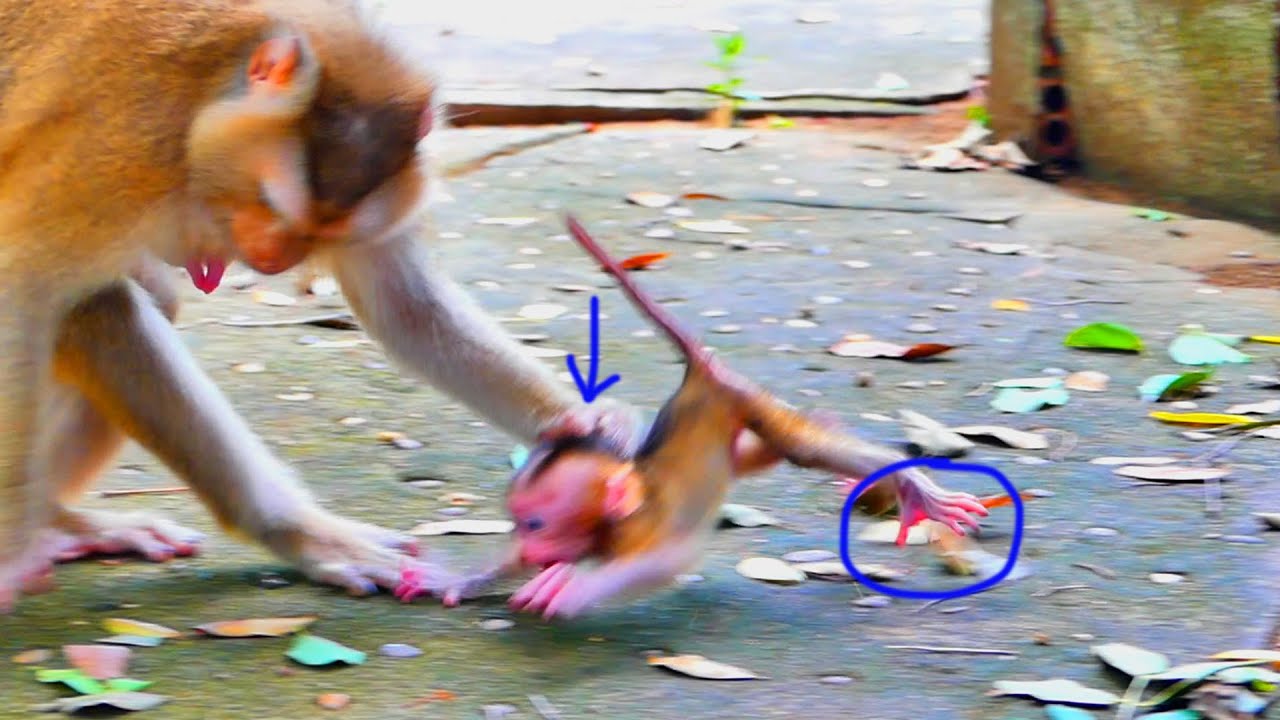 Wrong Techniques...Why is mother monkey SAIRKA choose this part of baby monkey SARIKI to holding ...
