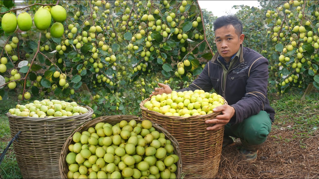 FULL VIDEO: 30 days of harvesting corn, guava, beans, grapefruit, and ...