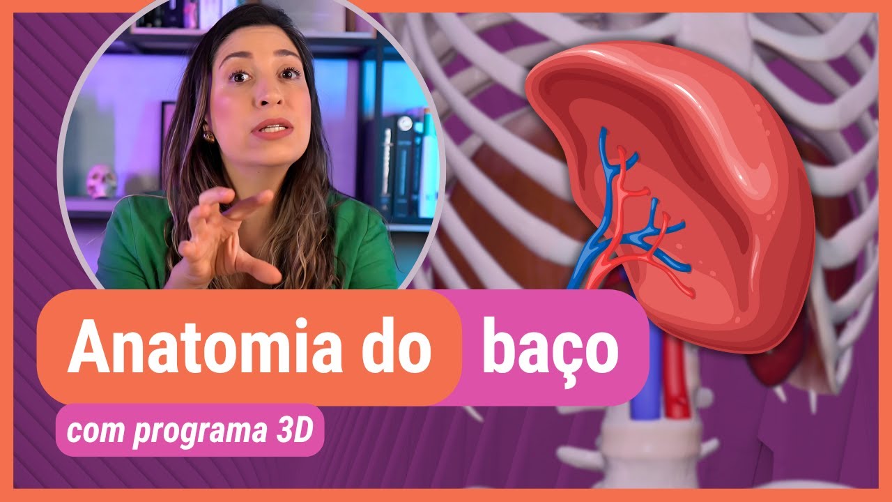 Anatomia Do Baco