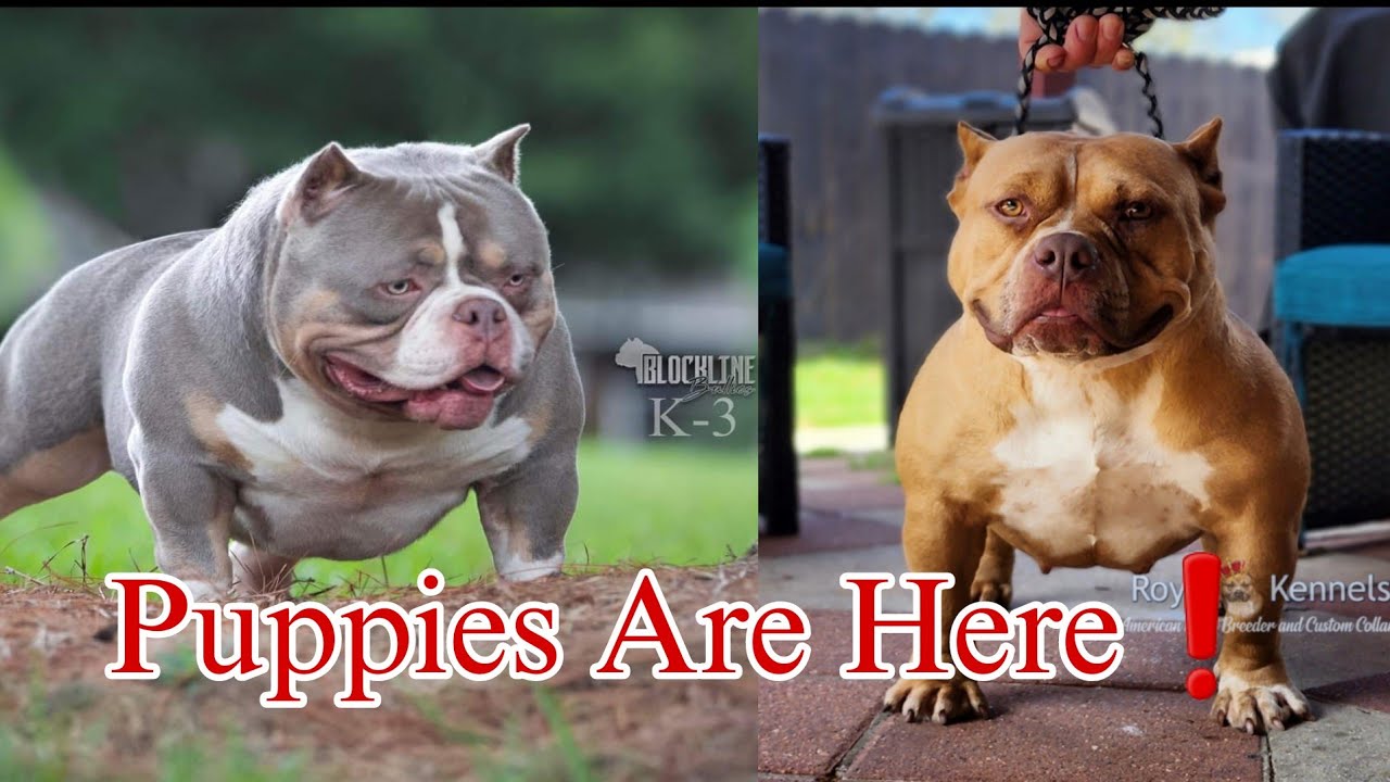 "PUPPIES" Blockline's K-3 meets Royal Kennels Sweet Pea - YouTube