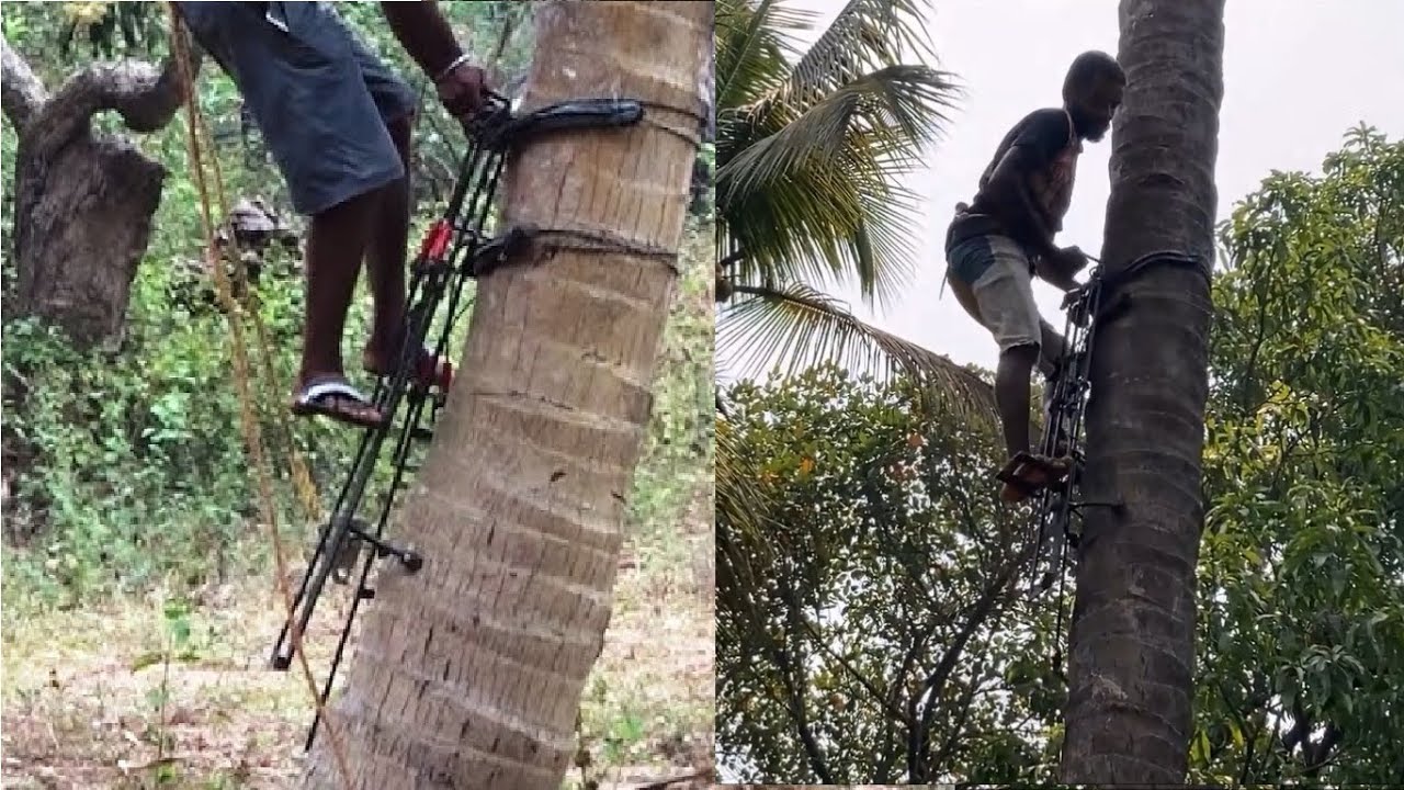 Coconut Tree Climbing Machine Coconut Harvesting Machine YouTube coconut-tree-climbing-machine-coconut-harvesting-machine-youtube
