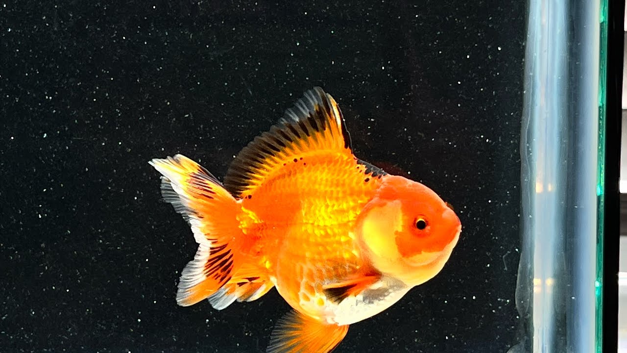 Tri color rosetail oranda (3.5”gender remains unknown at this early ...