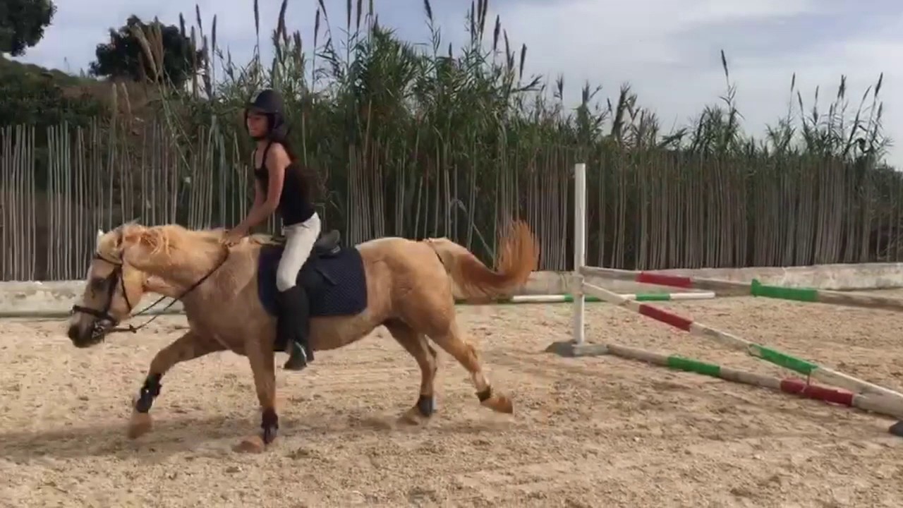 HORSE RIDING RAWS JUMPING & FLATWORK. || Elysia Thorsen - YouTube