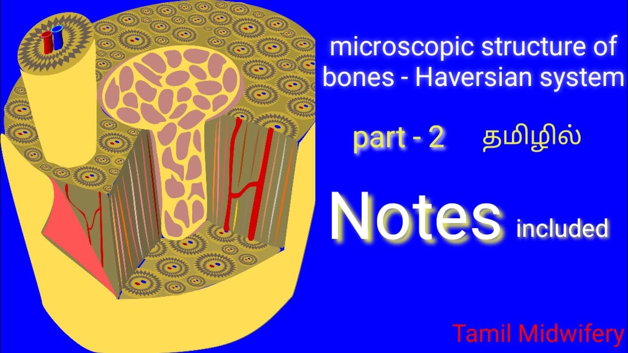 Microscopic structure of bones - Haversian system / part - 2 / Tamil ...