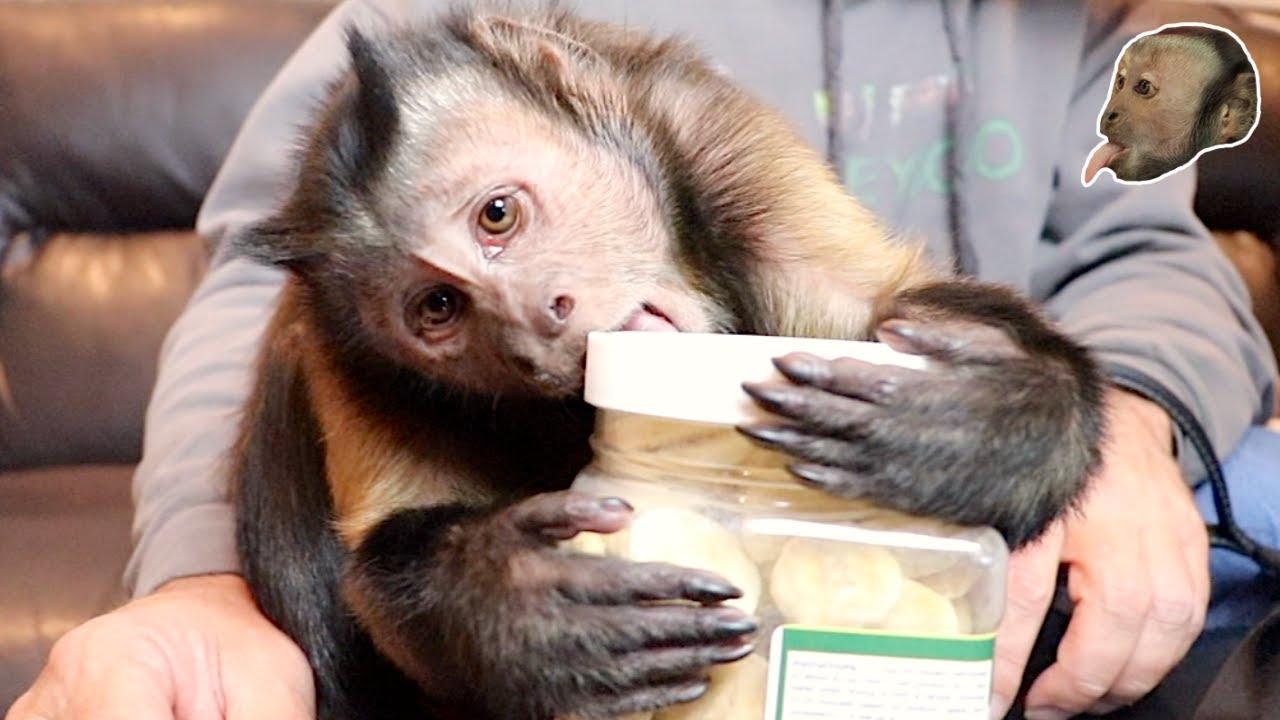 Monkey Mail Unboxing Party! - YouTube