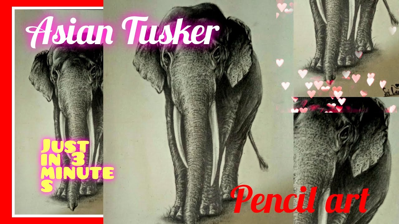 Asian tusker pencil art - YouTube