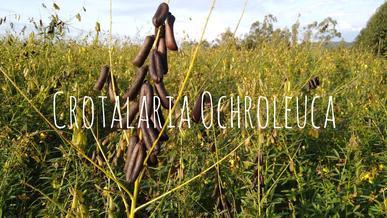 CROTALÁRIA OCHROLEUCA (pasto apícola e redução dos Nematoides do solo ...