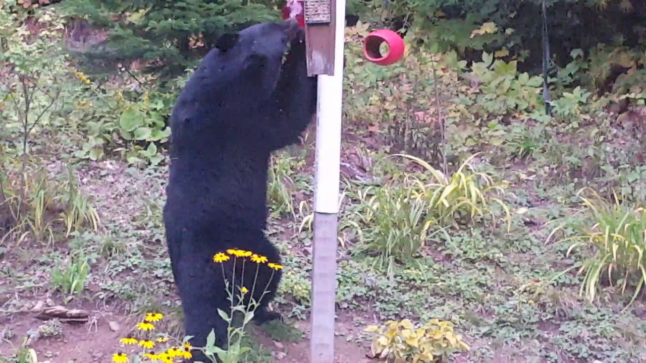 Backyard Bear Visit - YouTube