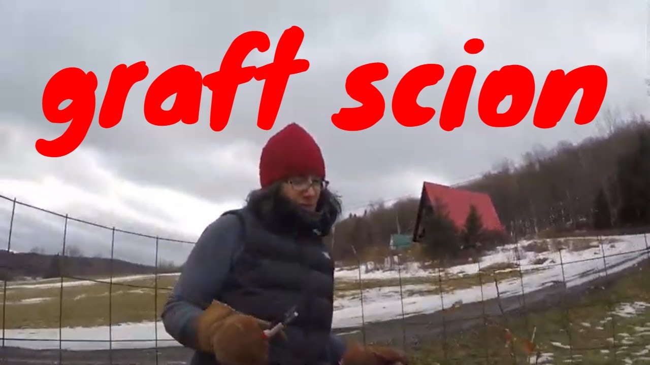 5 SCION Cuttings for Fruit tree GRAFTING on Vermont Farm - YouTube