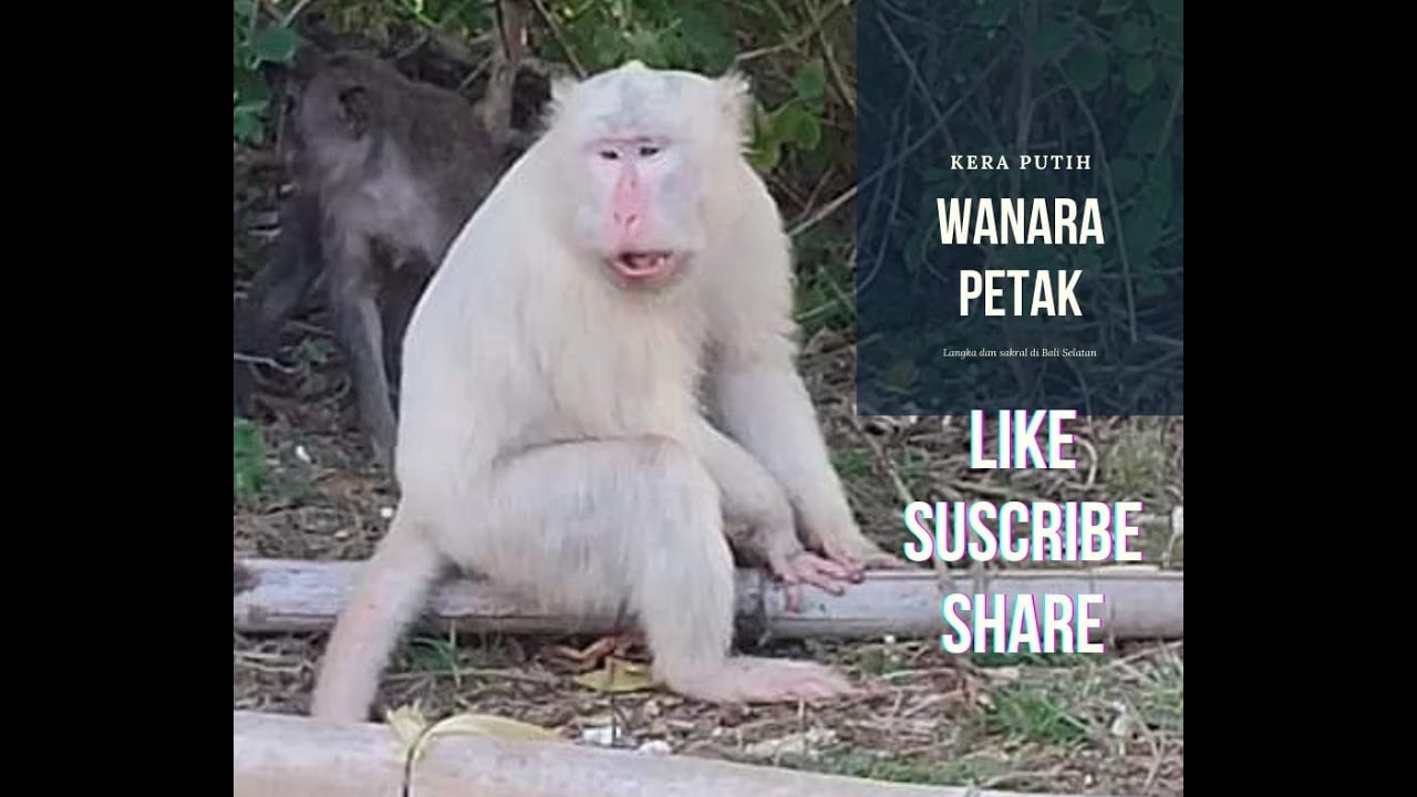 Wanara Petak Kera Putih yg Langka, unik dan jarang terlihat. Magis dan ...