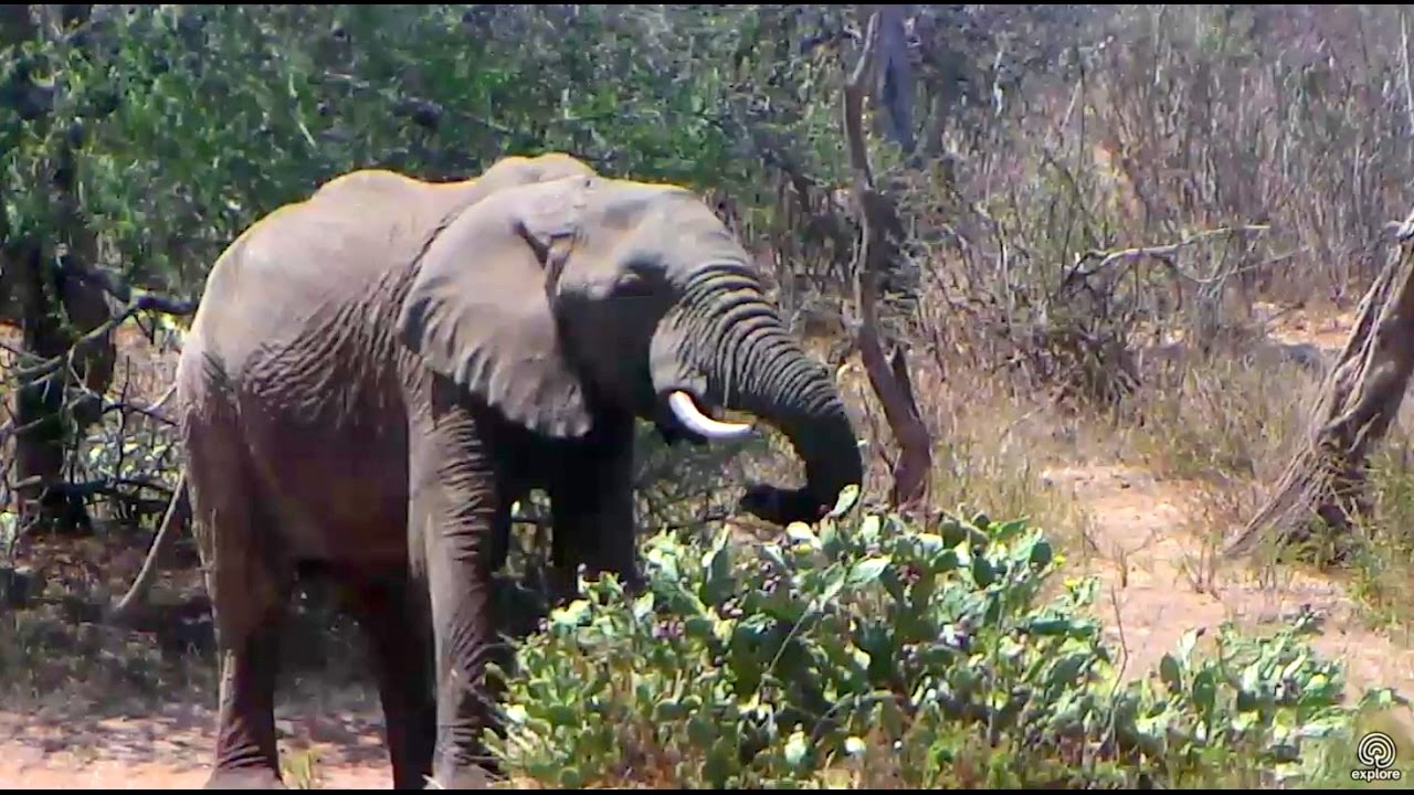 Elephant enjoying Prickly Pear fruits at Africa Watering Hole. 20 March ...