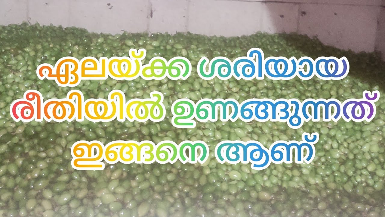 How to drying green cardamom /cardamom drying process/ - YouTube