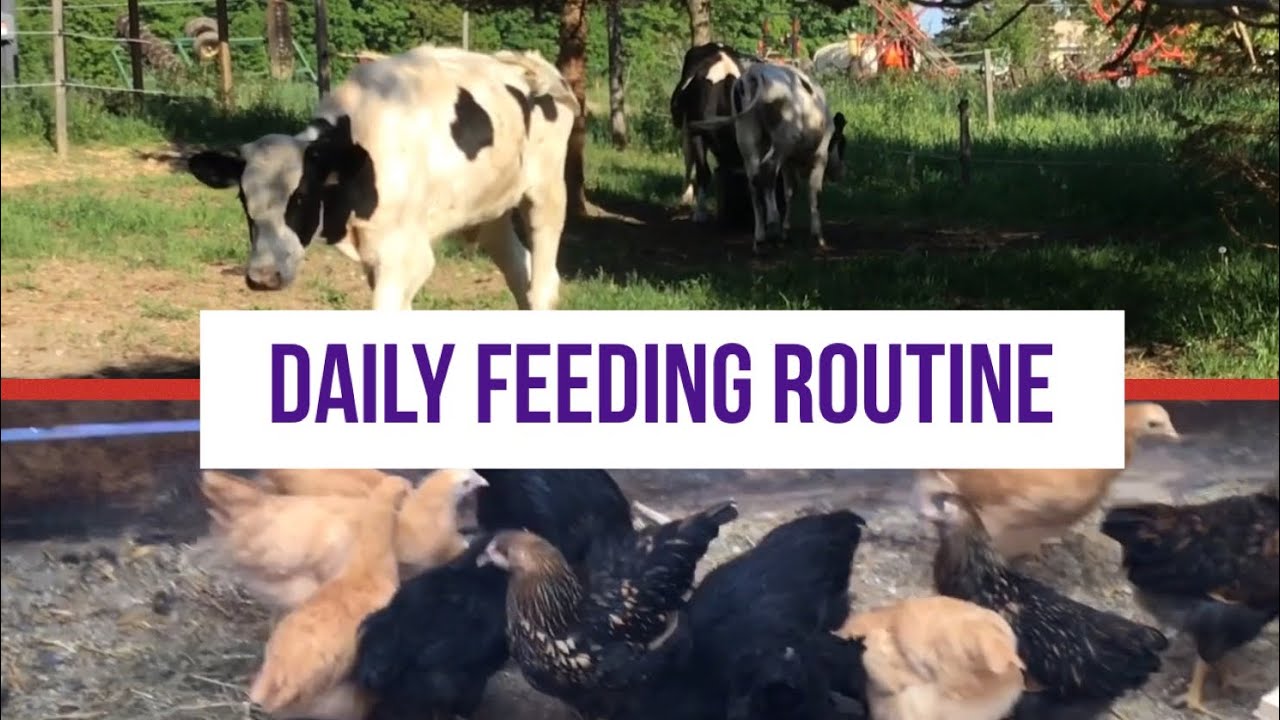 Daily Chicken And Cow Feeding Routine - YouTube