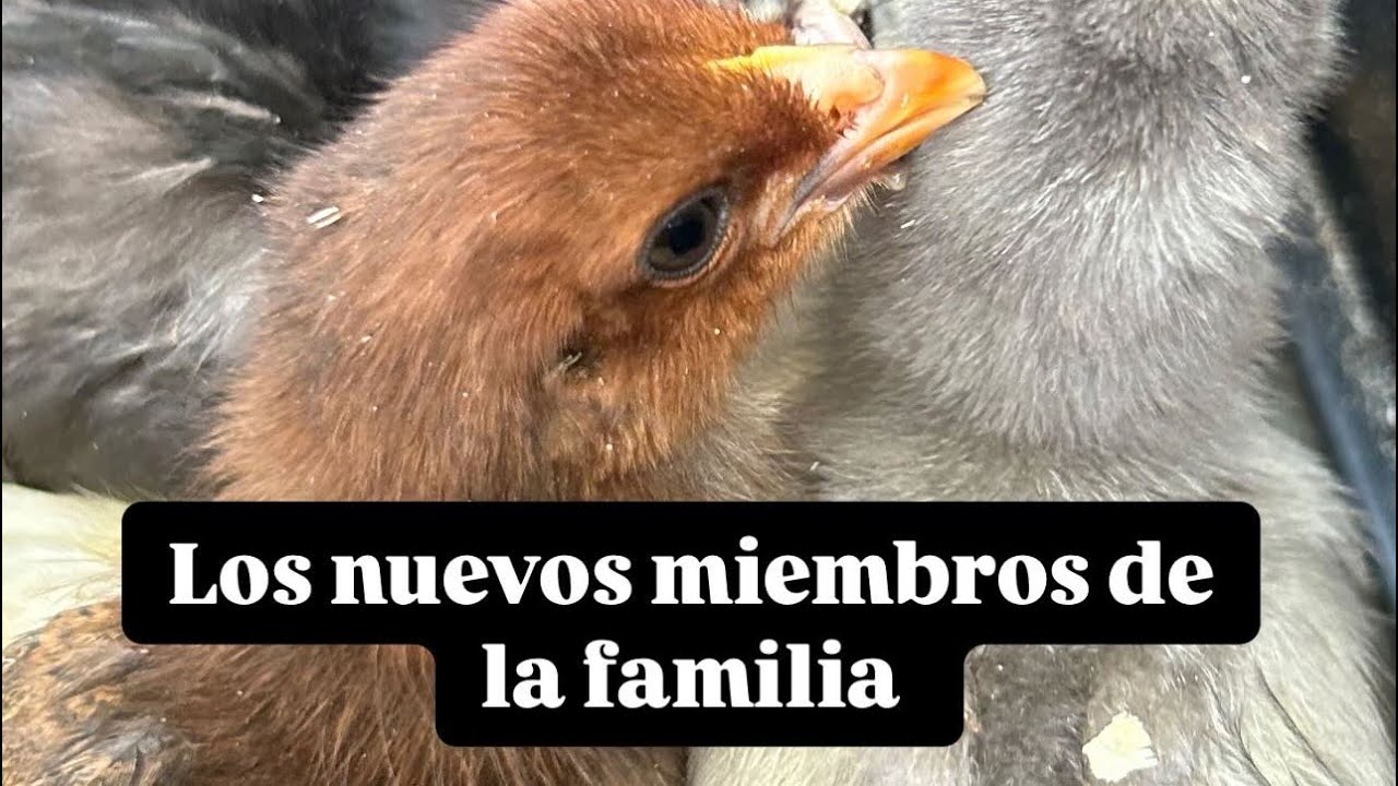 SE NOS MURIÓ UN POLLITO, y nuestro huerto colapsó. Pero esto fue lo que ...