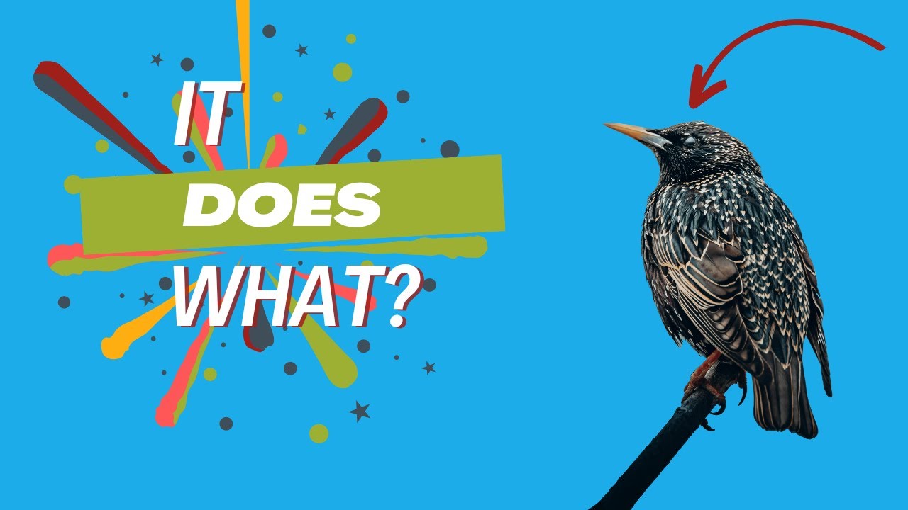 What does Avitrol do to birds? - YouTube