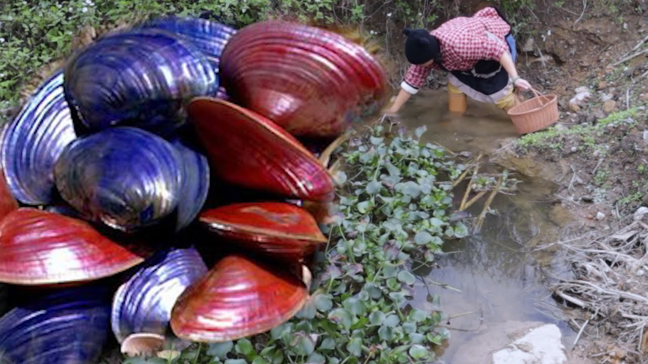Mutated Red Clam, Pearl Hunter Girl Harvests Super Pearl King - YouTube