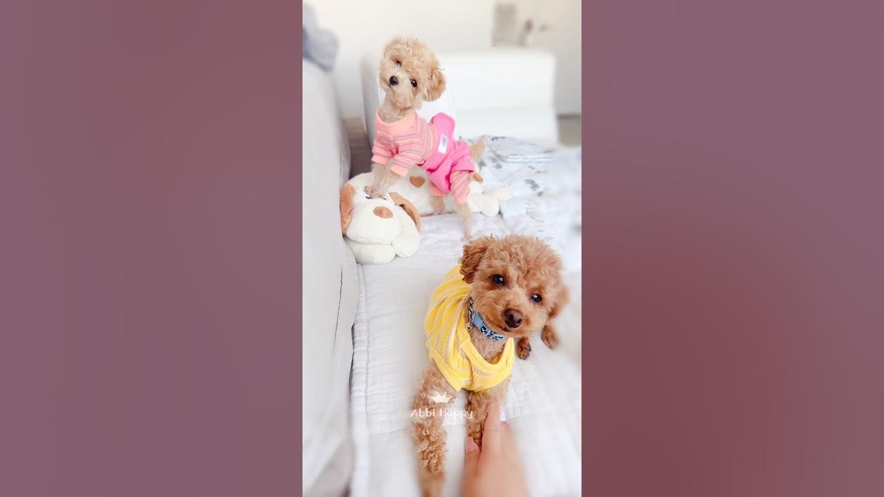 🐾 Little Head Tilters! Try This Sound on Your —It Works Every Time! | Abbi & Pets - YouTube