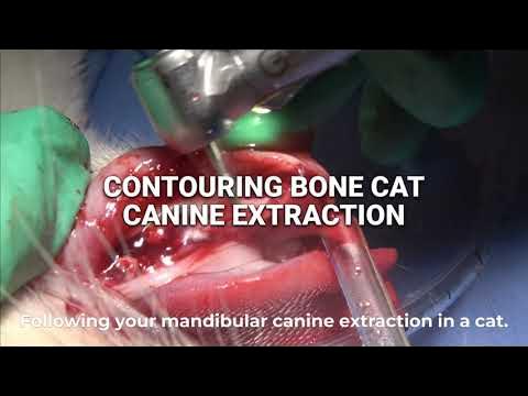 Contouring Bone Cat Canine Extraction - YouTube