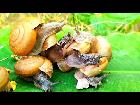 Amazing Snails in the Winter Season - YouTube