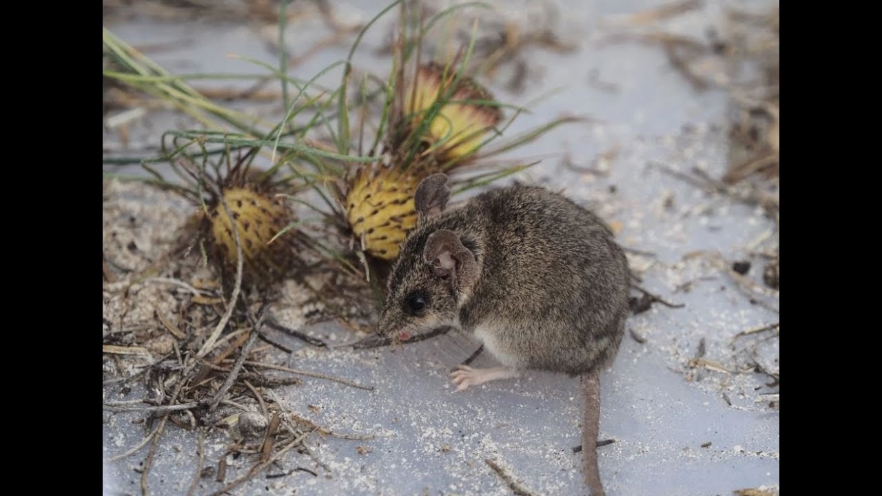 A native Ash-grey mouse (noodji) enjoying the sweet nectar of a Banksia ...
