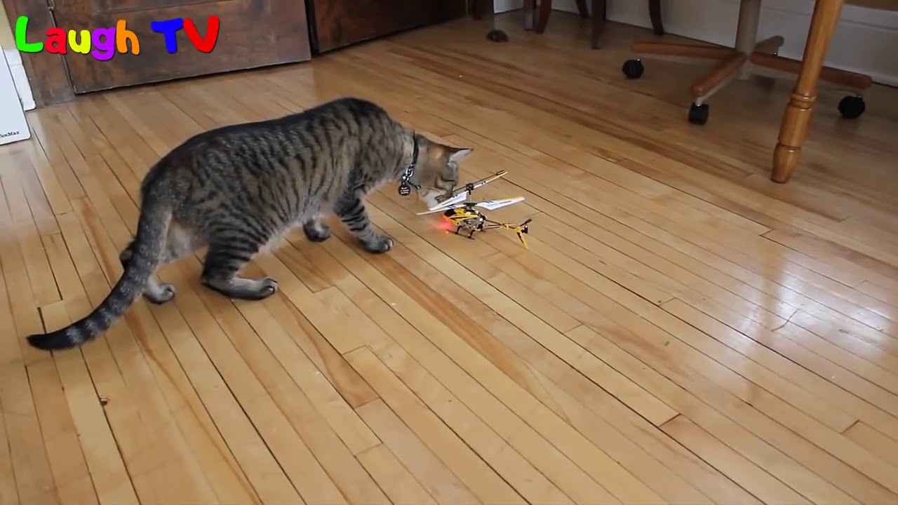 Best Funny Scared Cats Of Random Things - A Funny Cat Videos ...
