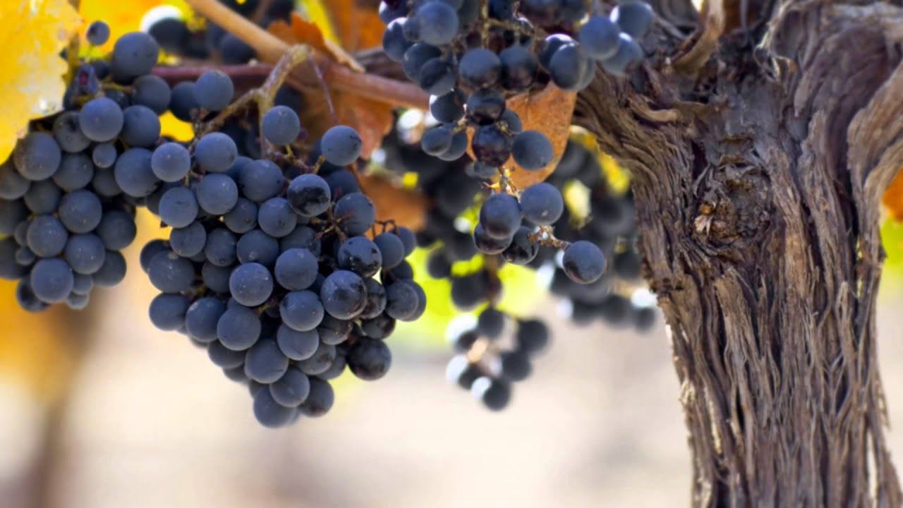Catena Classic & Alta Wines - YouTube