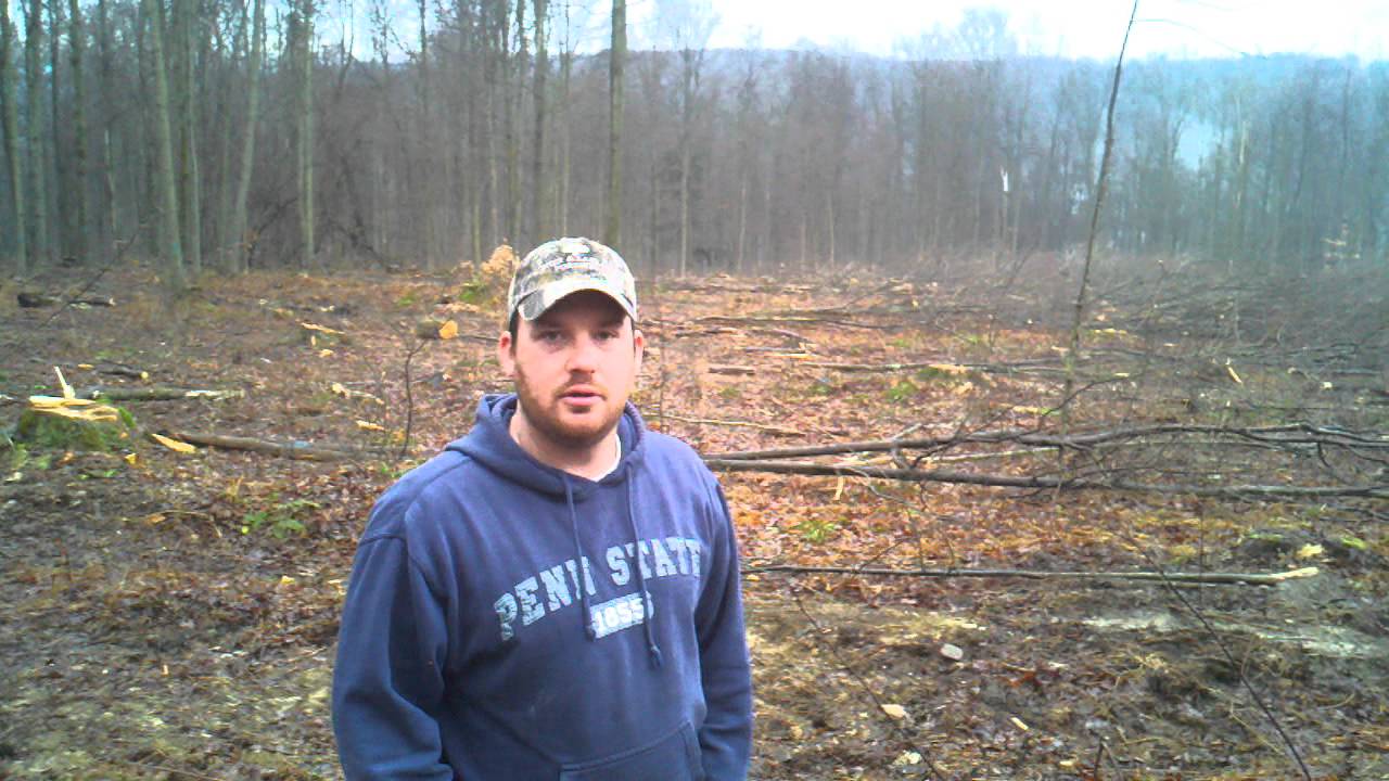 Hunting Clear Cut For deer and turkey - YouTube