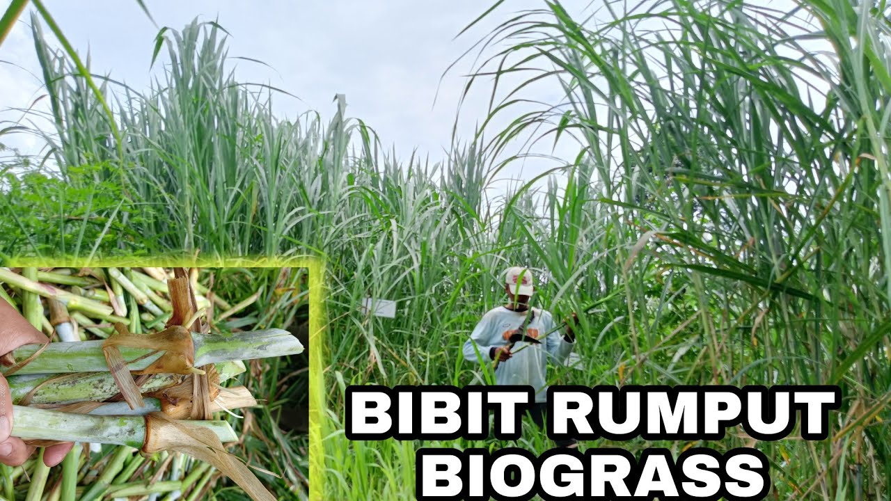 Perluasan Bank Pakan. Panen Bibit Rumput Biograss (Produk BB BIOGEN ...