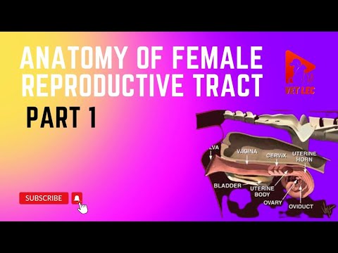 Anatomy of female reproductive system part 1 - YouTube