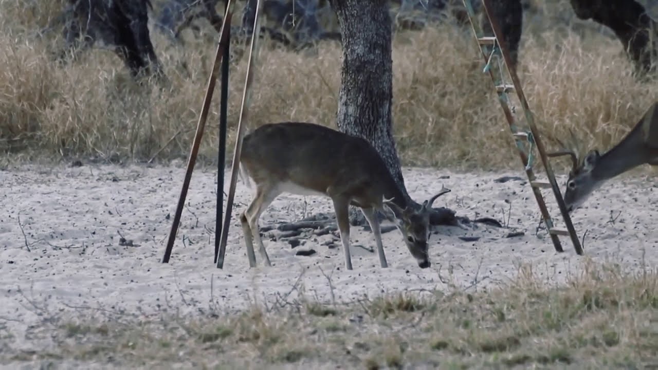 Adrianas first deer hunt at Mapache blanco ranch. - YouTube