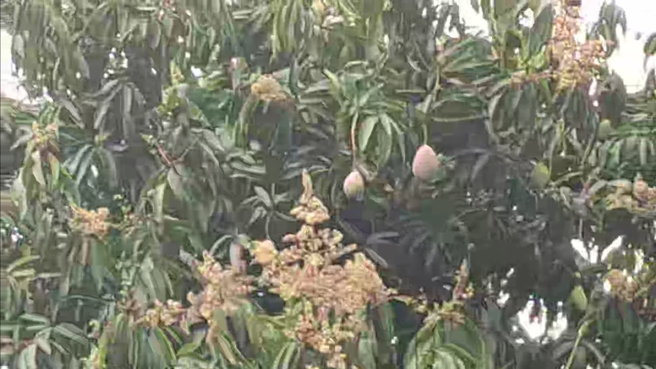 Winter Mangoes!!! - YouTube