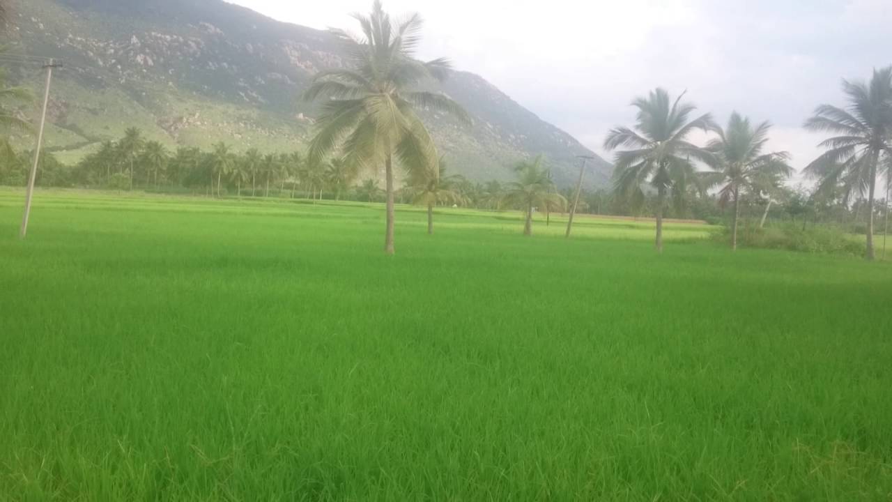 Beautiful Vayalveli or வயல் வெளி - YouTube