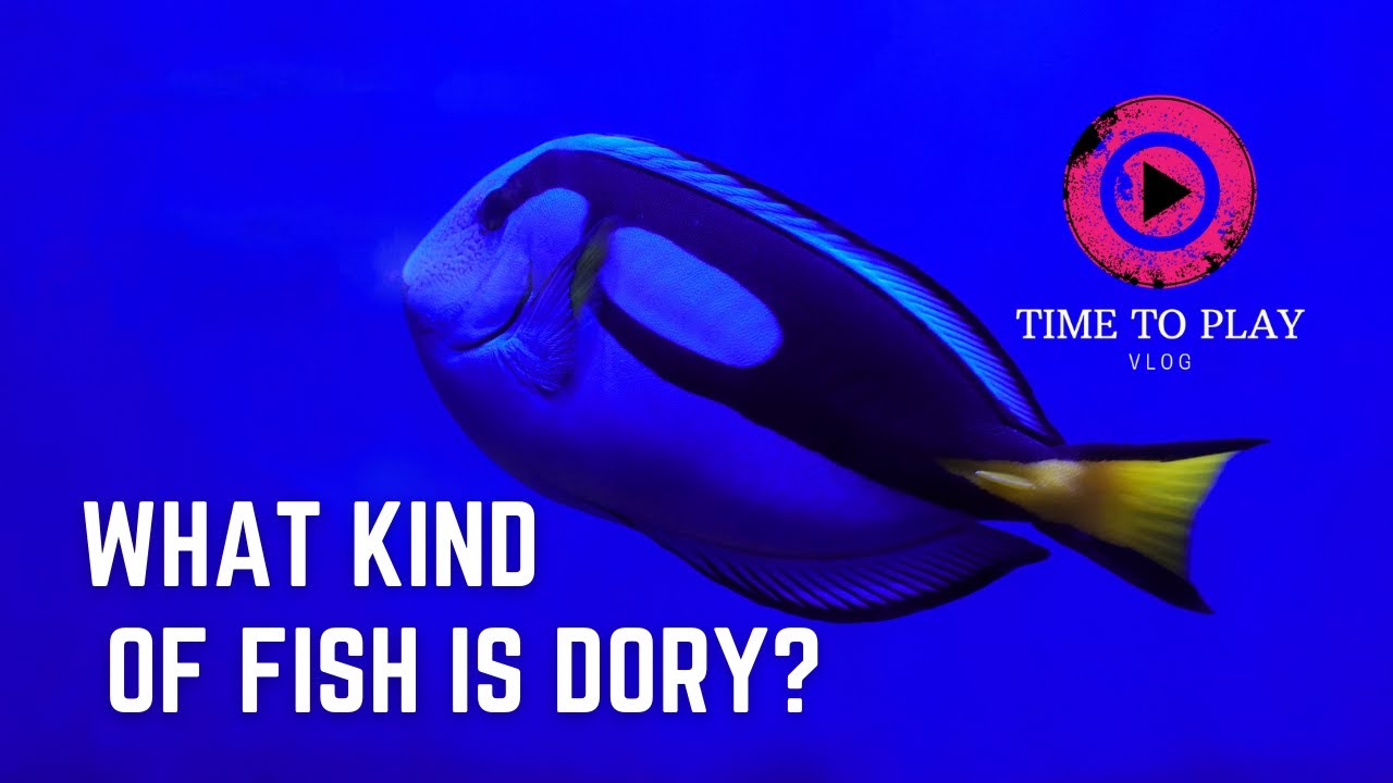 What Kind of Fish is Dory?! And, Do Fish Drink water?! - YouTube