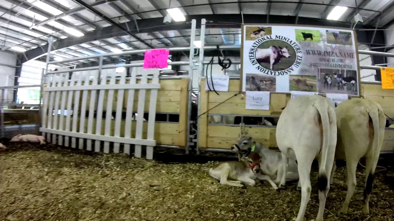 2016 Mississippi Valley Fair - IMZA Zebu, Goats, Pigs, etc - YouTube