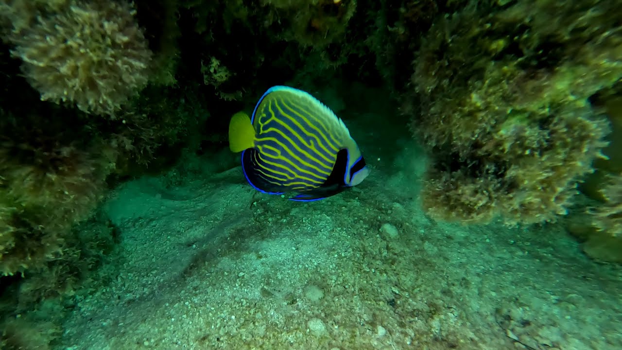 Tropical Fish & Marine Life of Rarotonga in Stunning 4K - YouTube