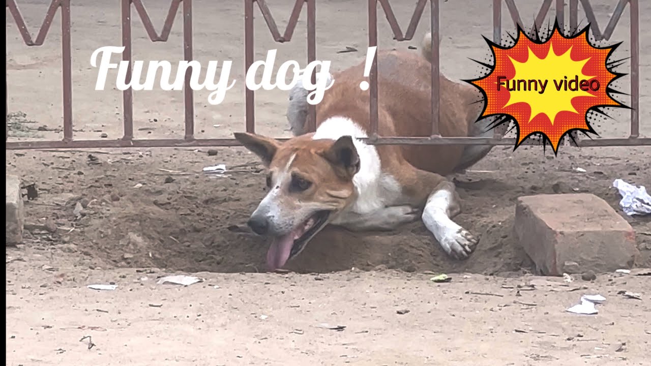 The dog is coming out | Dog | The dog is coming out under the gate ...