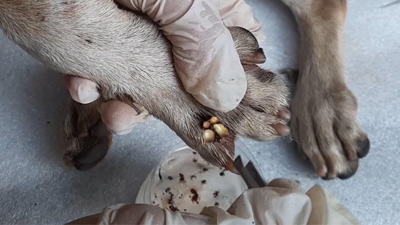 Remove Many Big Ticks From My Poor Dog Help Rescue Poor Puppy From Big ...