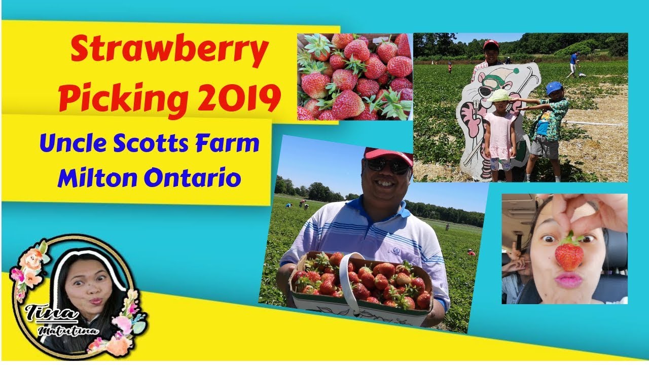 Strawberry Picking 2019/Uncle Scott's Farm/Milton Ontario Canada/Pick ...