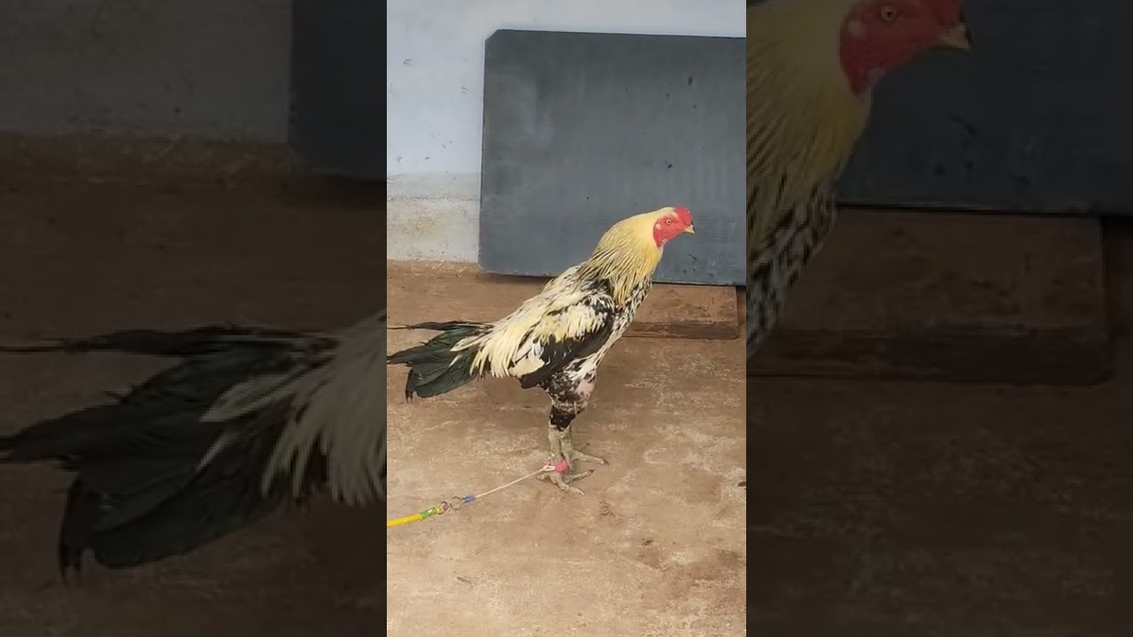 this fighting seval for sales if you want to buy please contact me ...